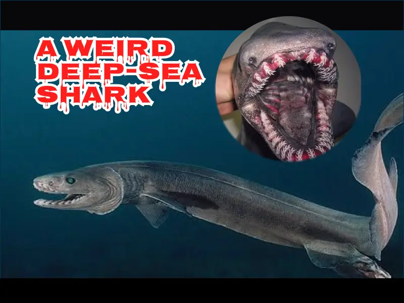 Weird Frilled Shark Reveals a Predator From Earth’s Deep Past